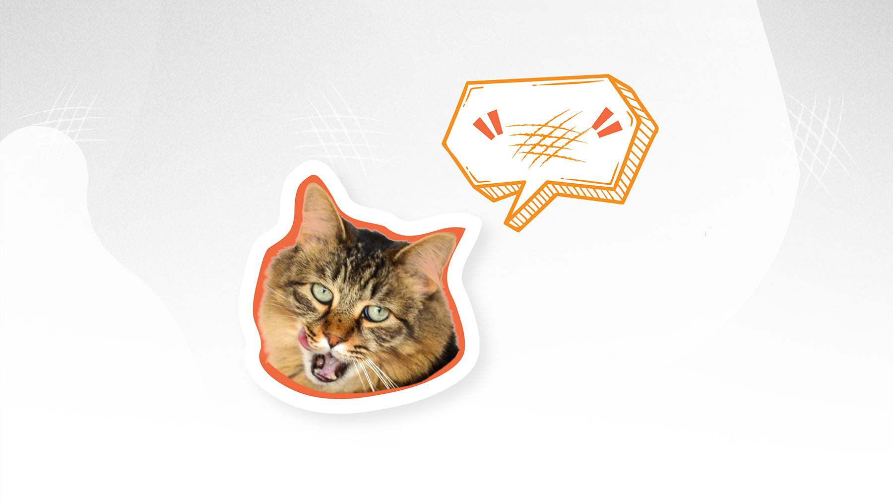 Contact – Scratch Play Meow